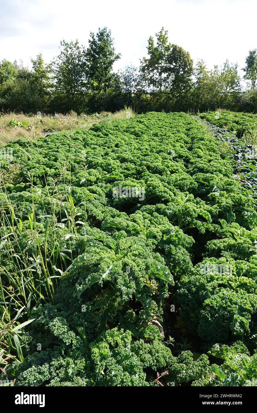 Kohl arten hi-res stock photography and images - Alamy