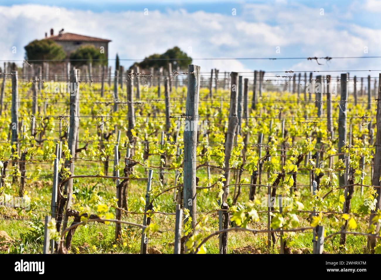 Italian winemaking hi-res stock photography and images - Alamy