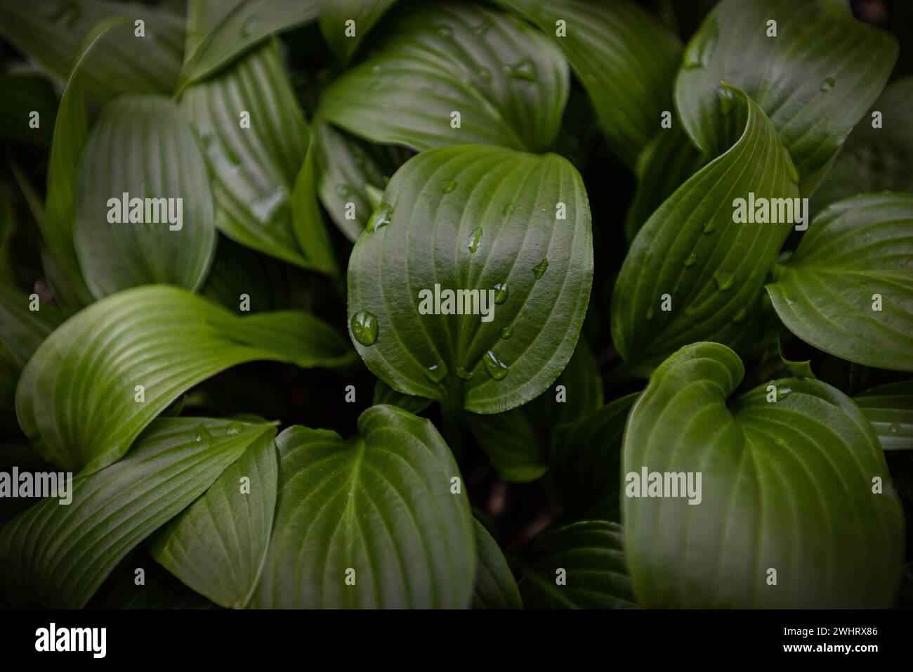 In spring these hosta plants grow rapidly. Their fresh, intense green ... In spring these hosta plants grow rapidly. Their fresh, intense green ...