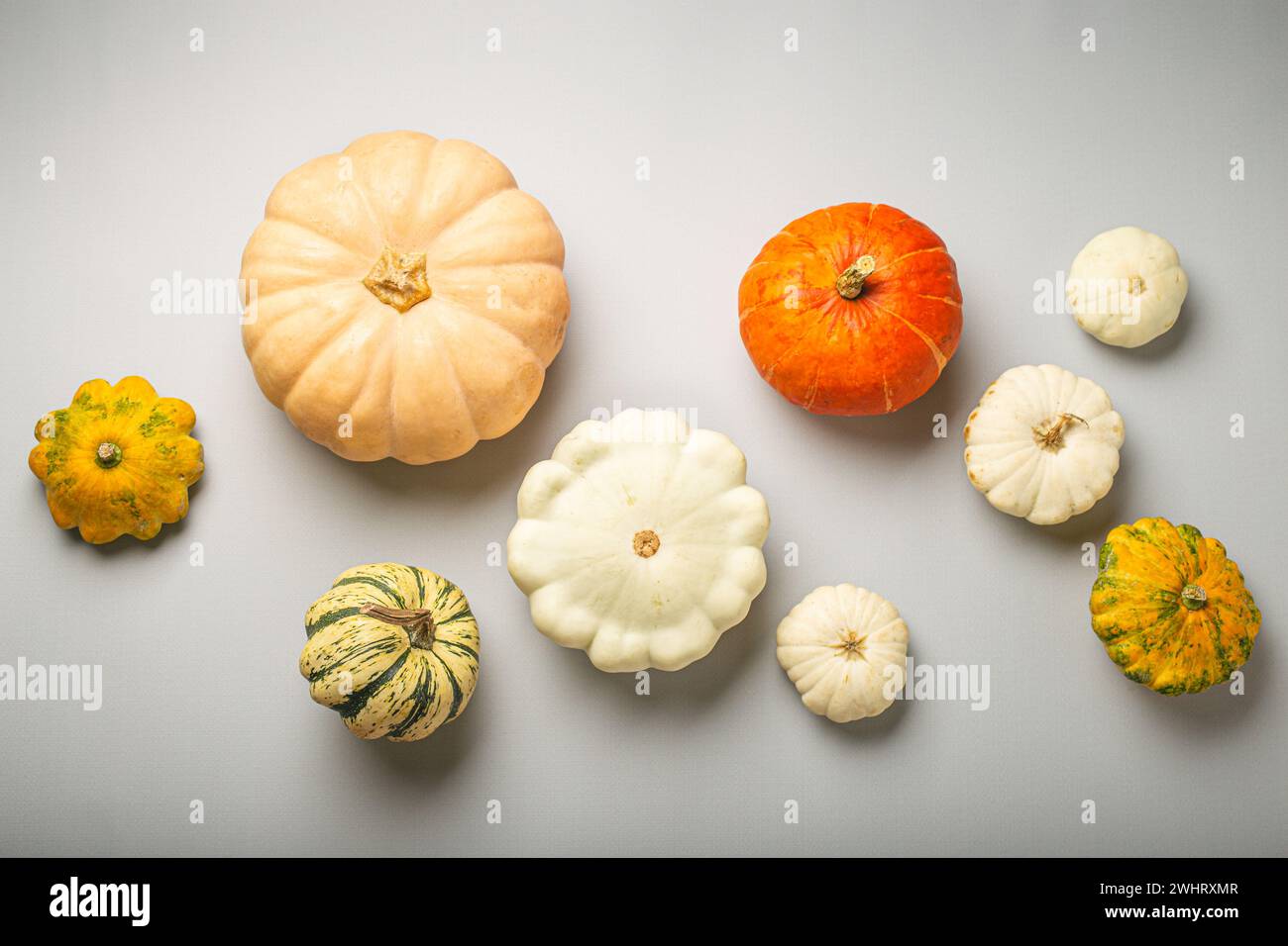 Thanksgiving or fall composition with different assorted pumpkins on ...