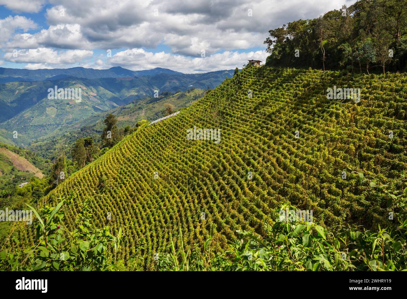 Rural landscapes in Colombia Stock Photo - Alamy