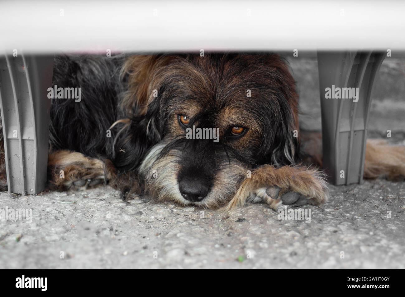 a sad shaggy homeless dog lies under a chair. Hungry dogs on the city ...