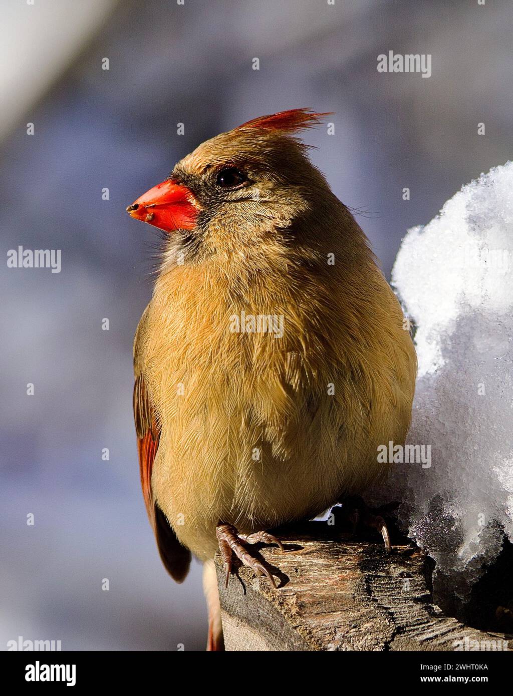 Cardinal bird audubon hi-res stock photography and images - Alamy