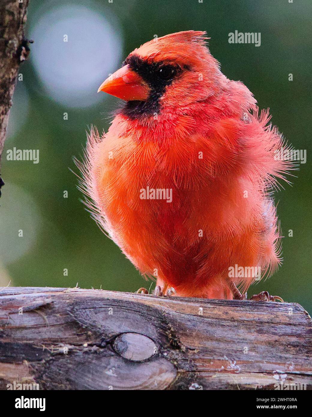 Northeast cardinal hi-res stock photography and images - Alamy