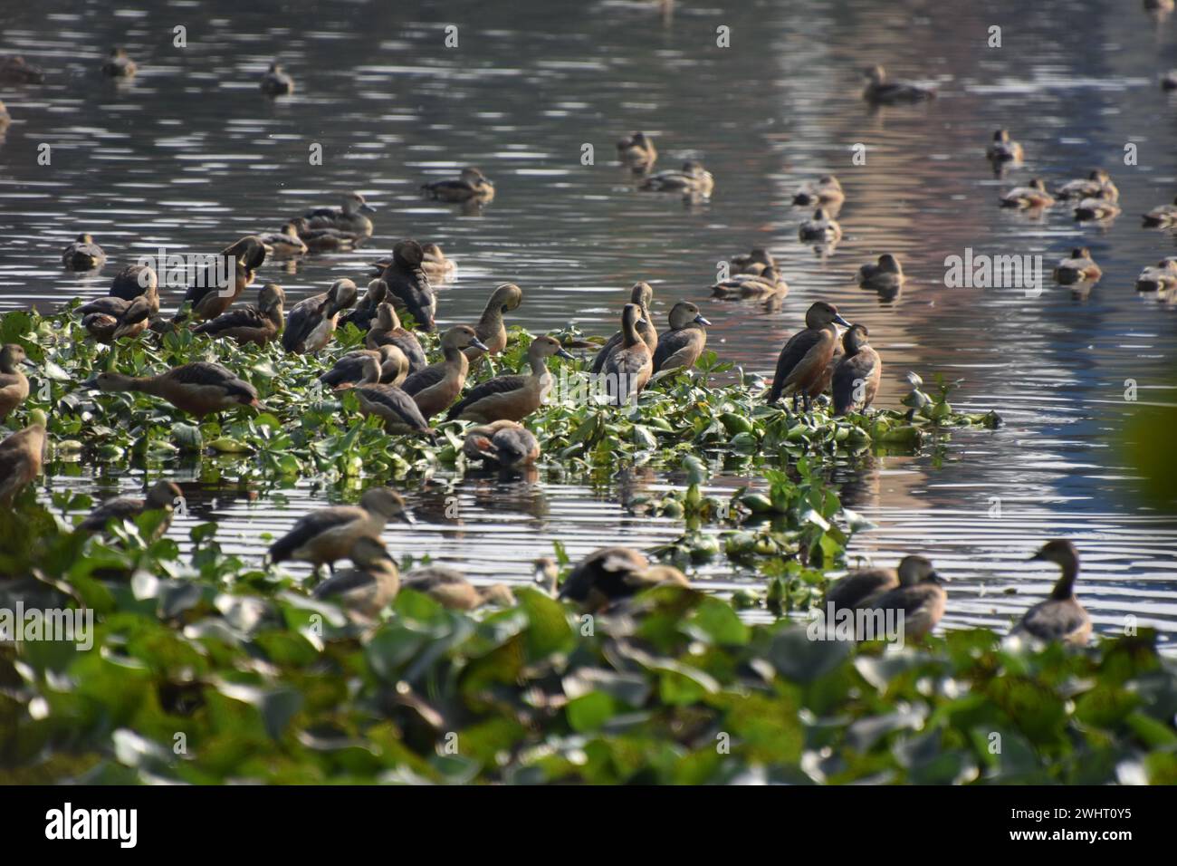 Despite its urban surroundings of multistory houses and bustling ...