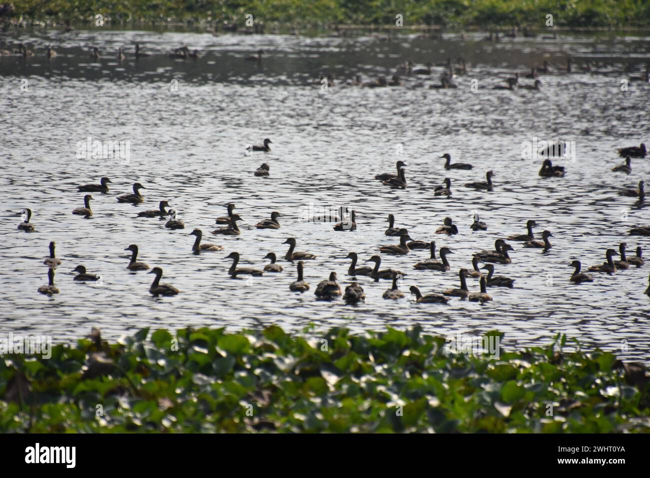 Despite its urban surroundings of multistory houses and bustling ...