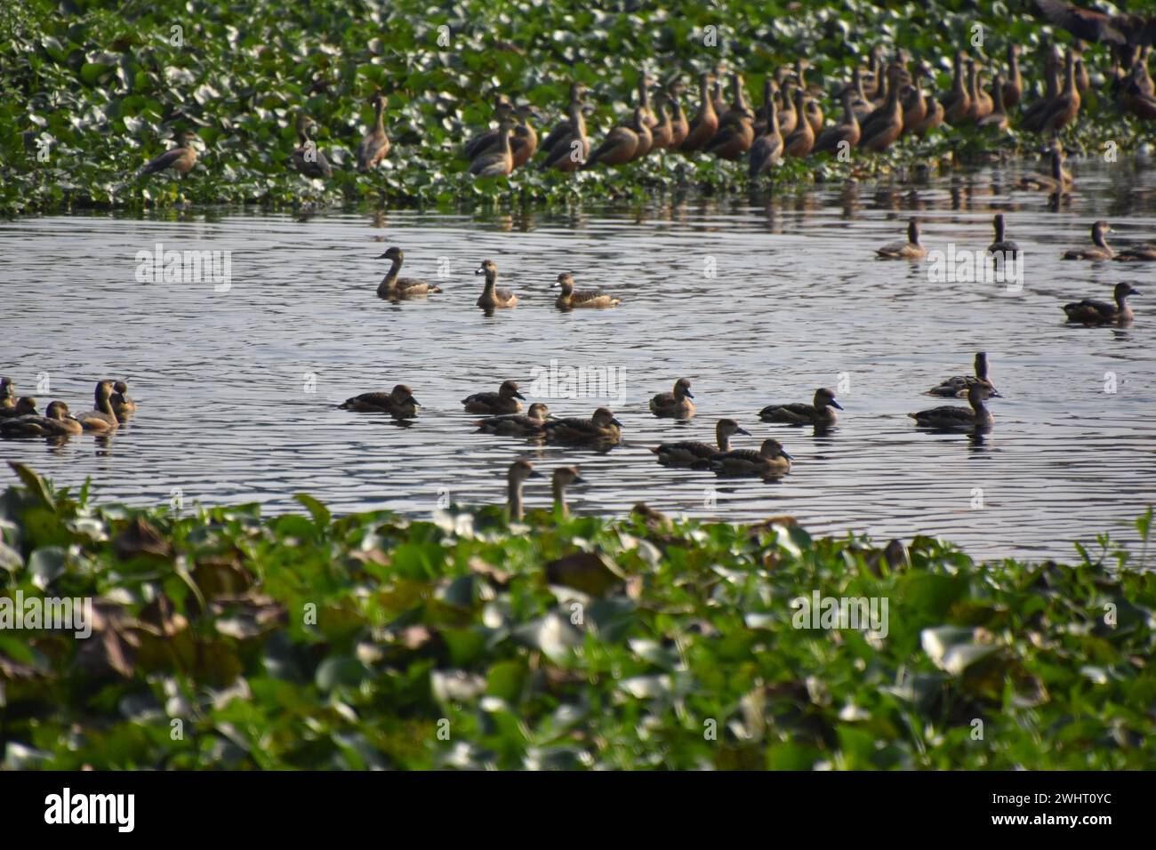 Despite its urban surroundings of multistory houses and bustling ...