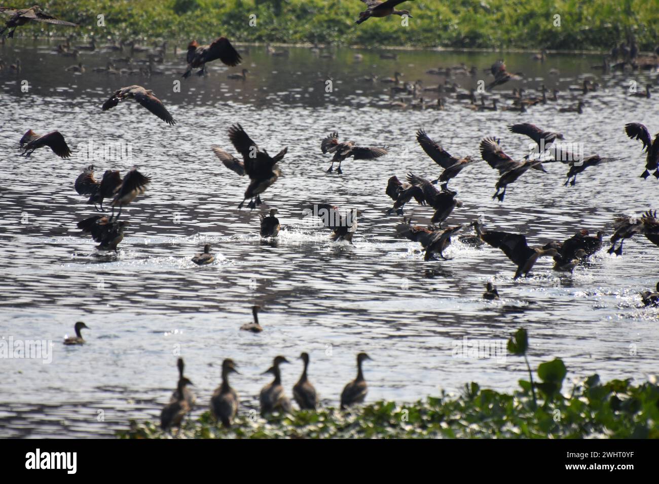 Despite its urban surroundings of multistory houses and bustling ...