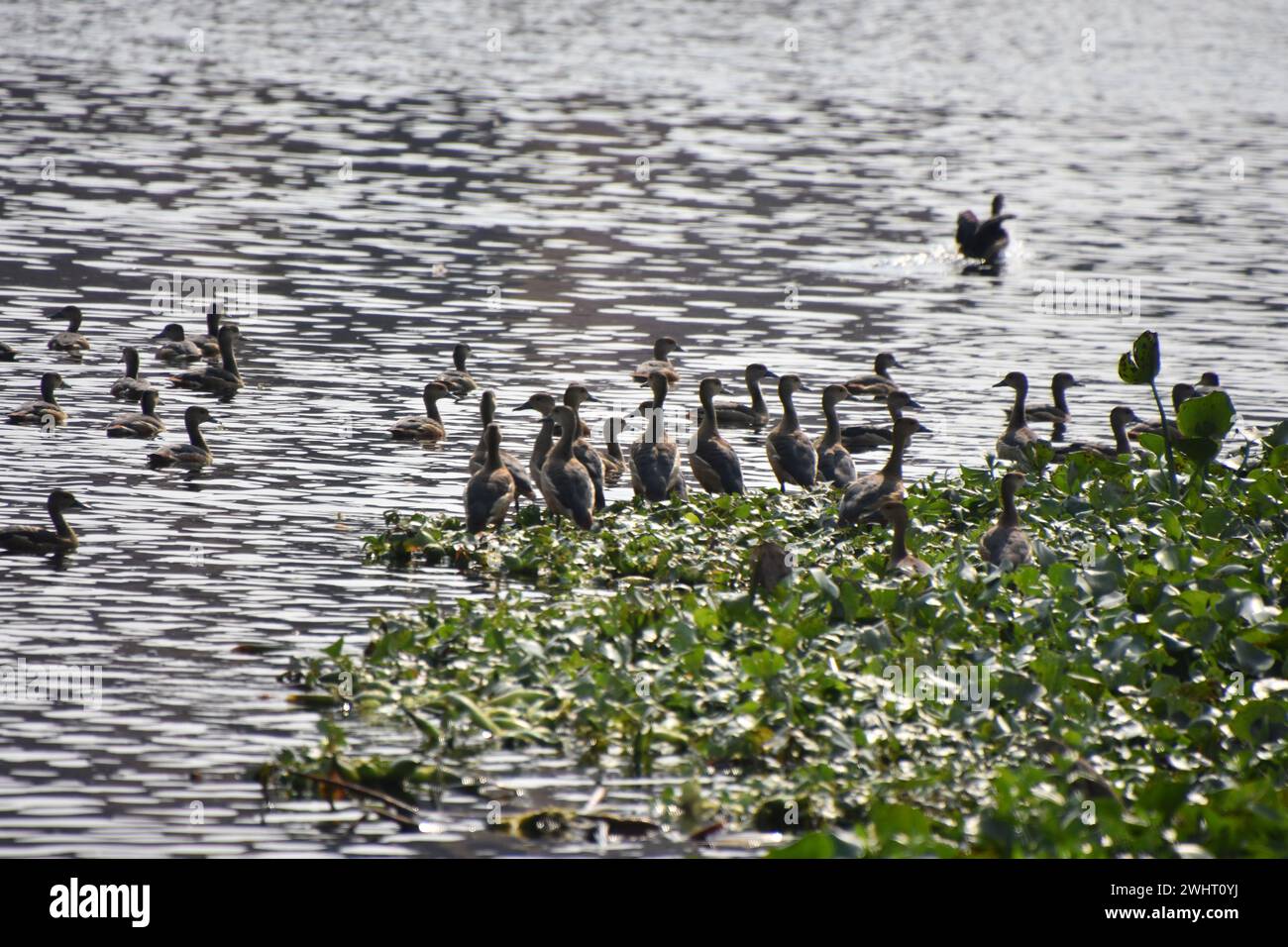 Despite its urban surroundings of multistory houses and bustling ...