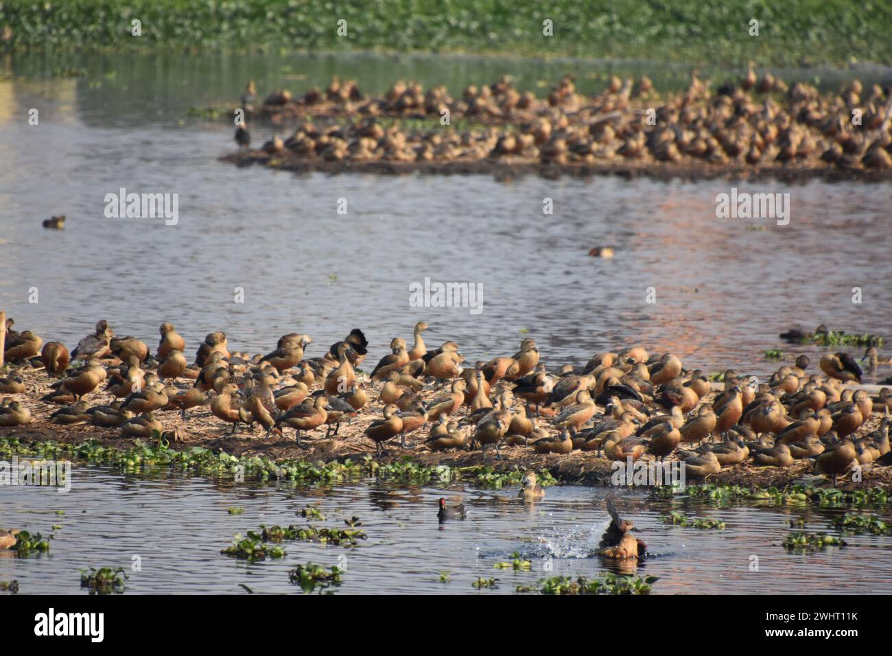 Despite its urban surroundings of multistory houses and bustling ...