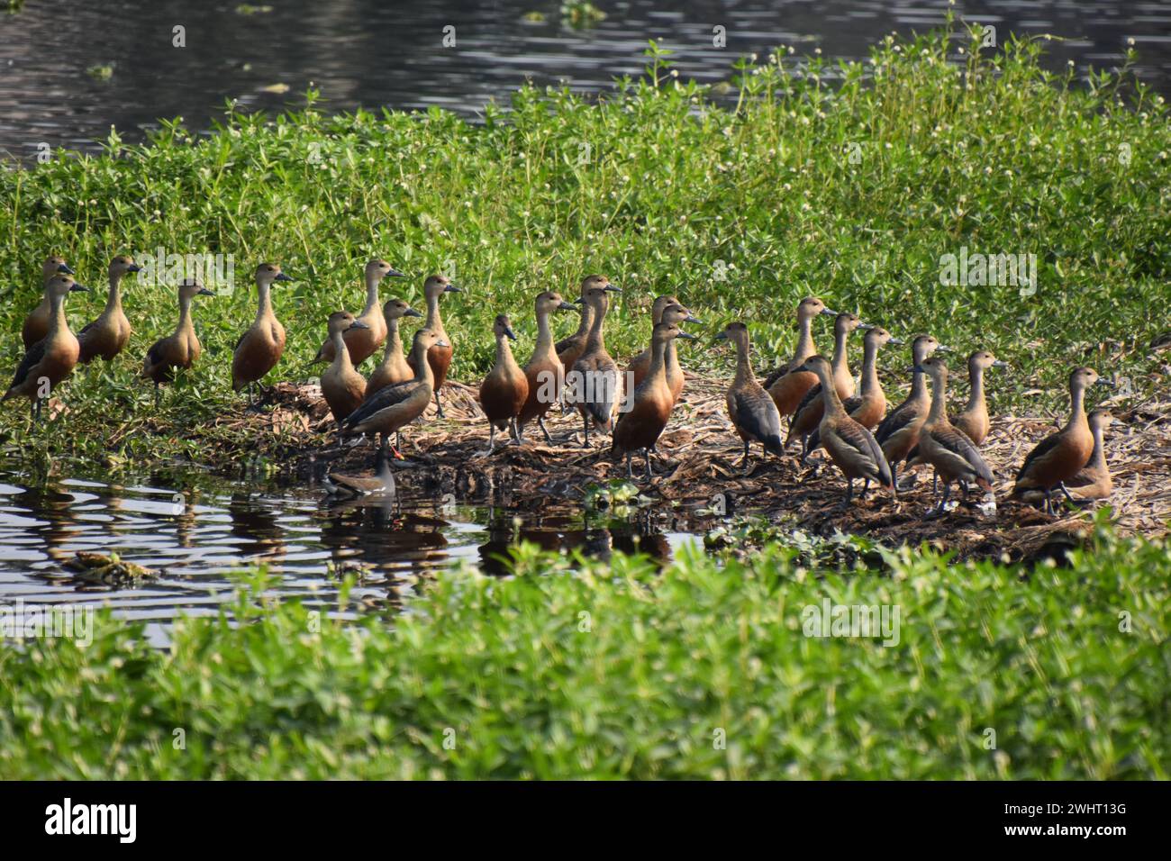 Despite its urban surroundings of multistory houses and bustling ...