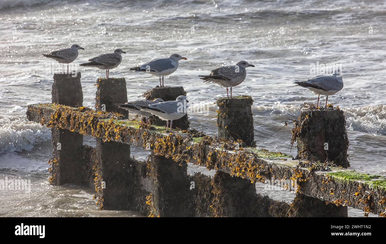 Watching gulls at the beach hi-res stock photography and images - Alamy