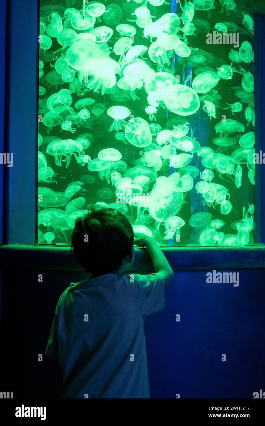 Asian boy looking at blue-green jellyfish in a marine aquarium Stock ...