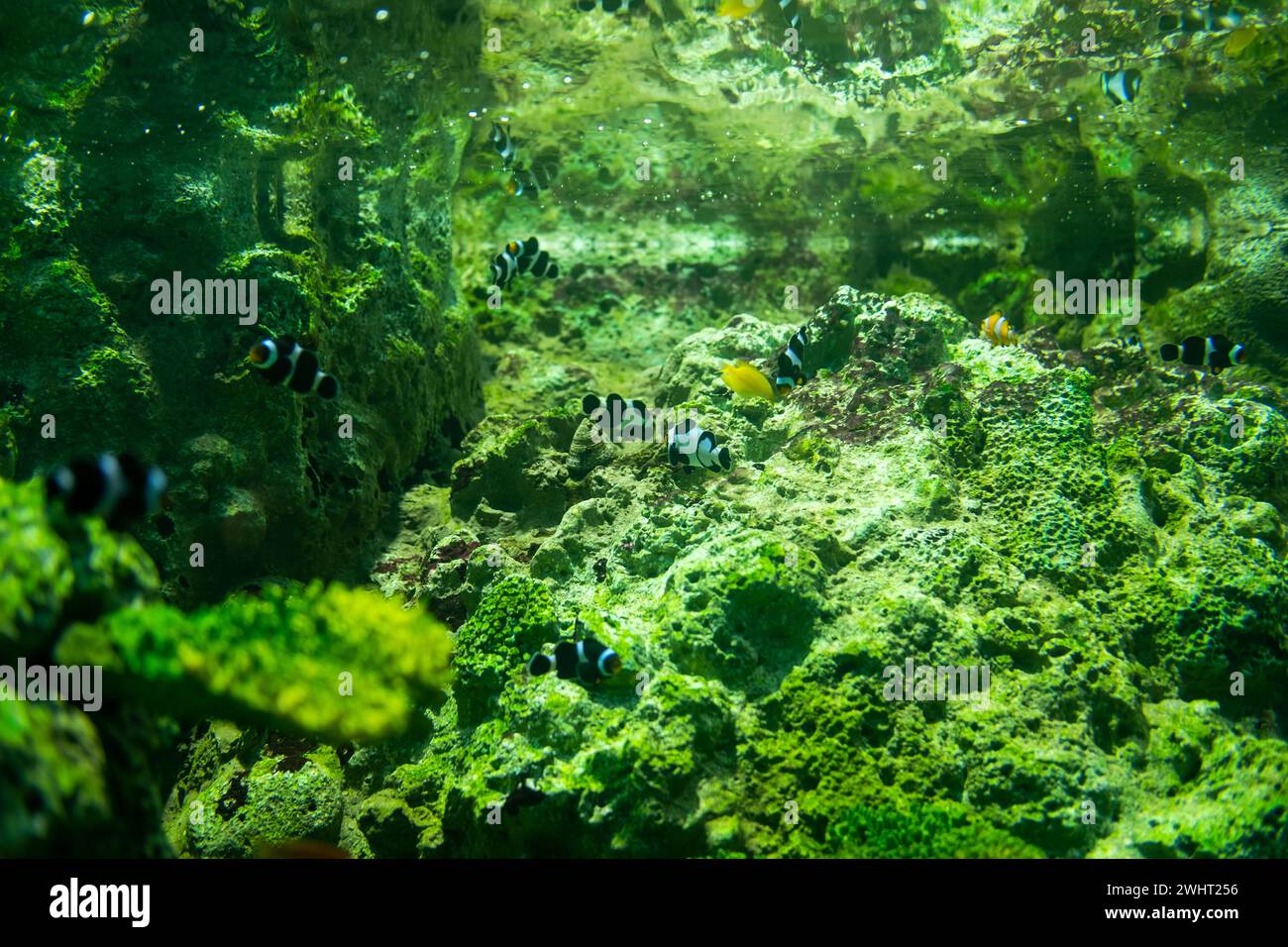 School of Nemo fish in a marine aquarium arranged with water plants and ...