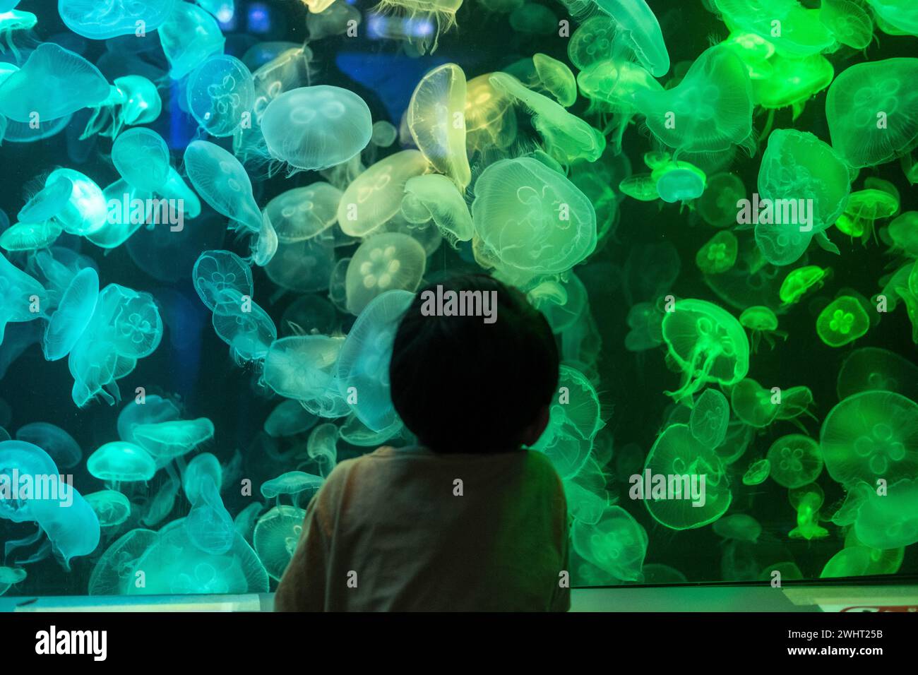 Asian boy looking at blue-green jellyfish in a marine aquarium Stock ...