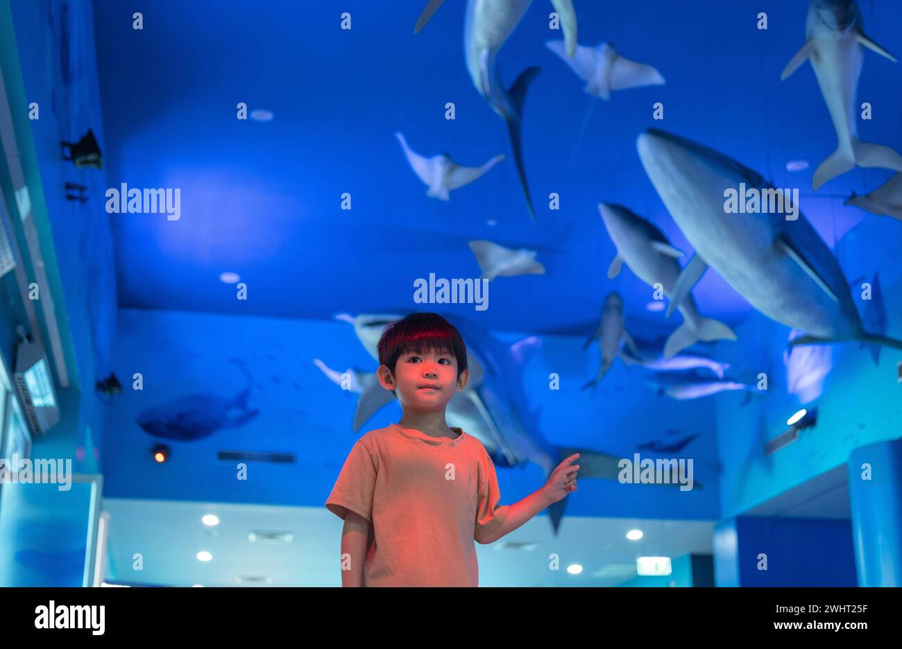 Asian boy standing pointing at aquarium background Stock Photo - Alamy