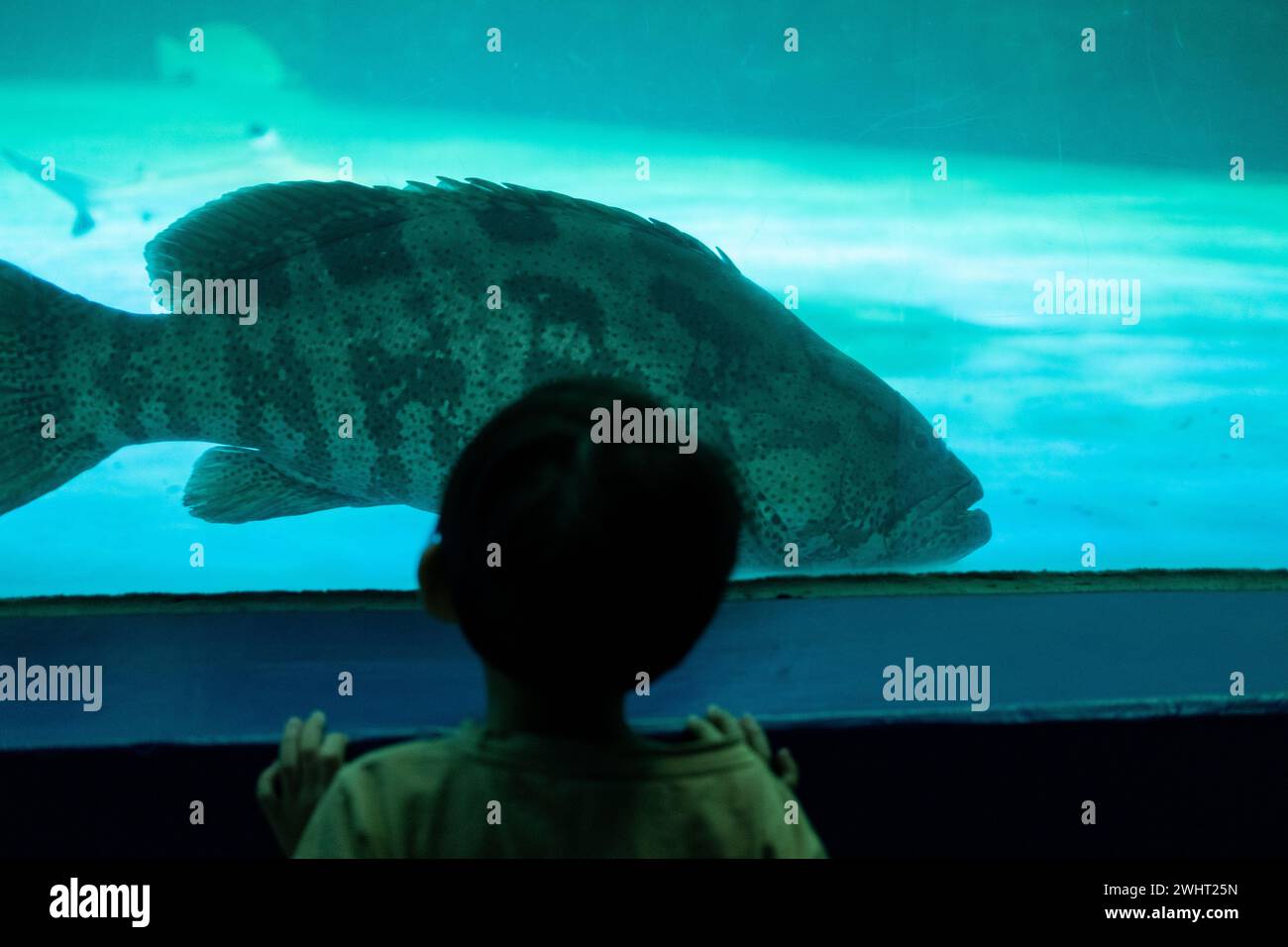 Boy fish tank hi-res stock photography and images - Alamy