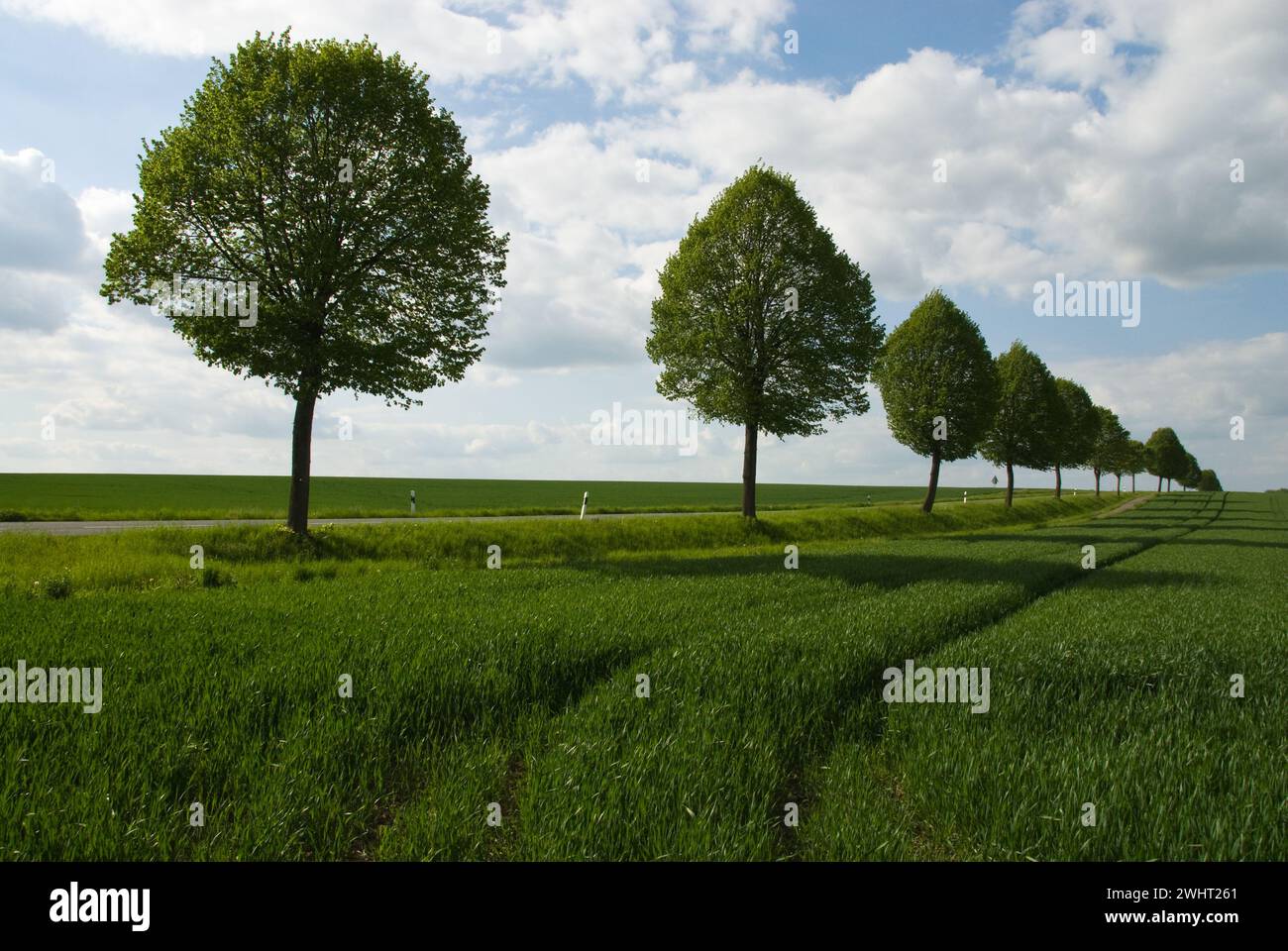 Trees in the north of germany Stock Photo - Alamy