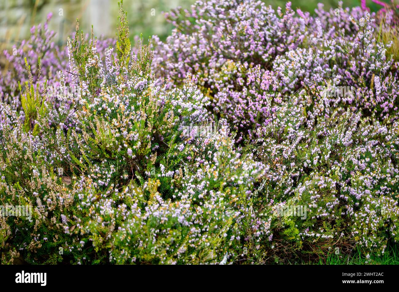 Heather flowers hi-res stock photography and images - Alamy
