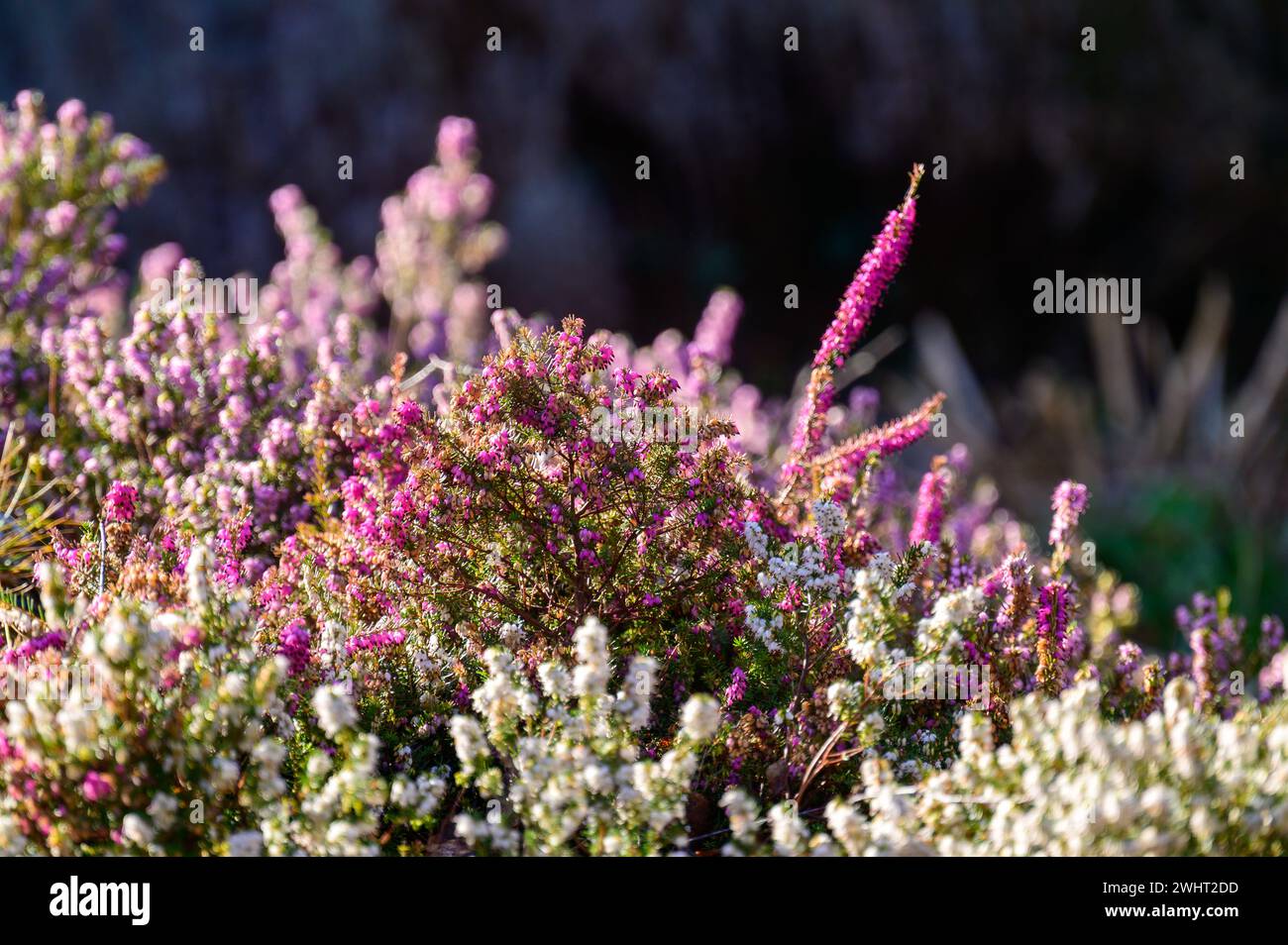 Mass of heather flowers in a UK garden in winter sunshine Stock Photo ...