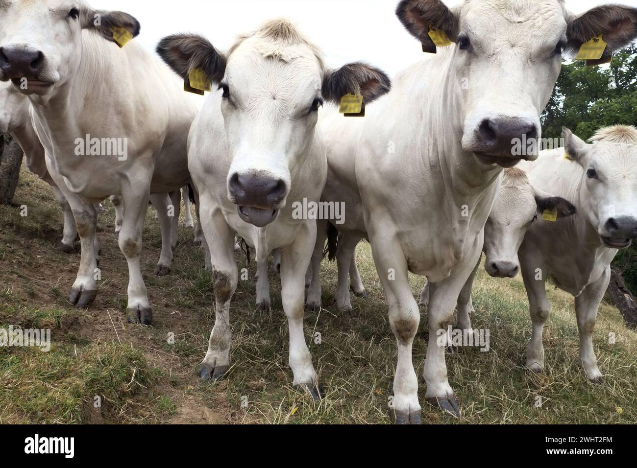 Cattle, white cattle Stock Photo - Alamy