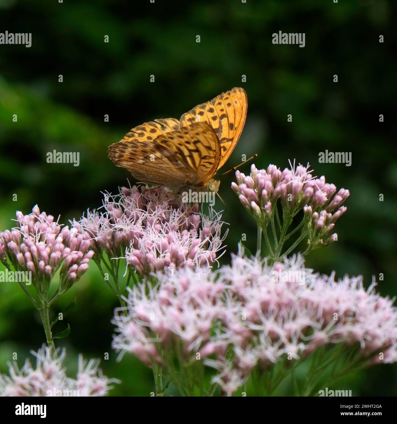 Orange cloak hi-res stock photography and images - Alamy