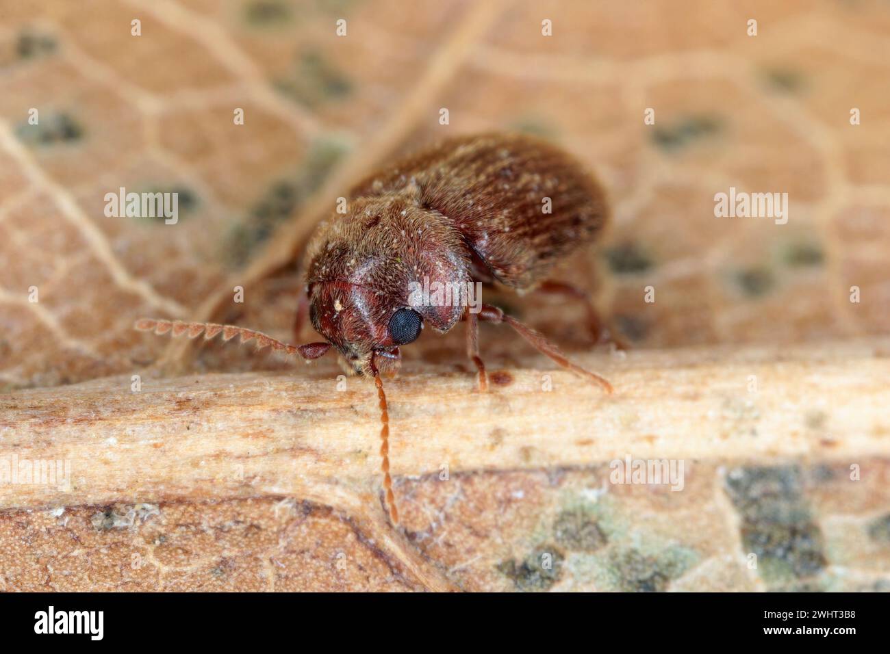 Lasioderma sp. commonly known as the cigarette beetle, cigar beetle, or ...