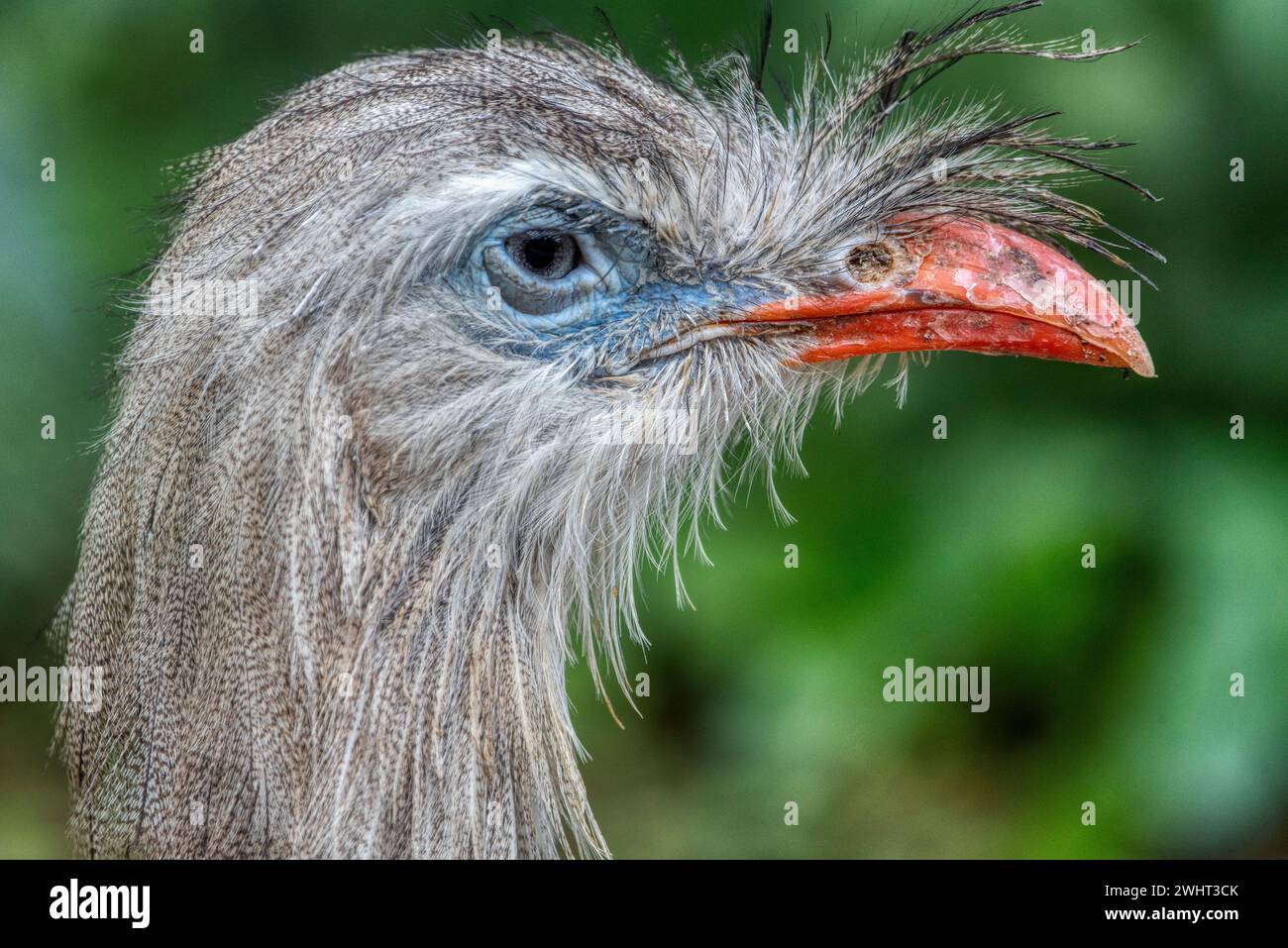 Red-legged Seriema, Cariama cristata. Typical bird from Brazil nature ...