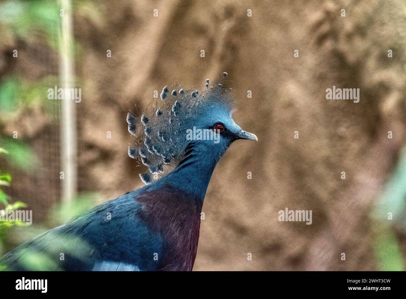 Victoria crowned pigeon (Goura victoria), native to New Guinea and a ...