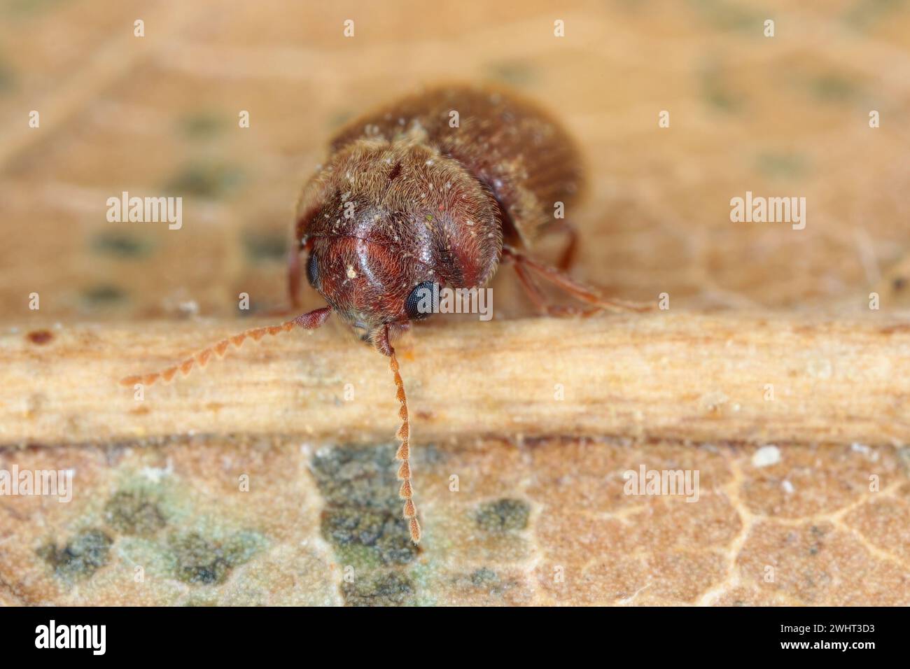 Lasioderma sp. commonly known as the cigarette beetle, cigar beetle, or ...