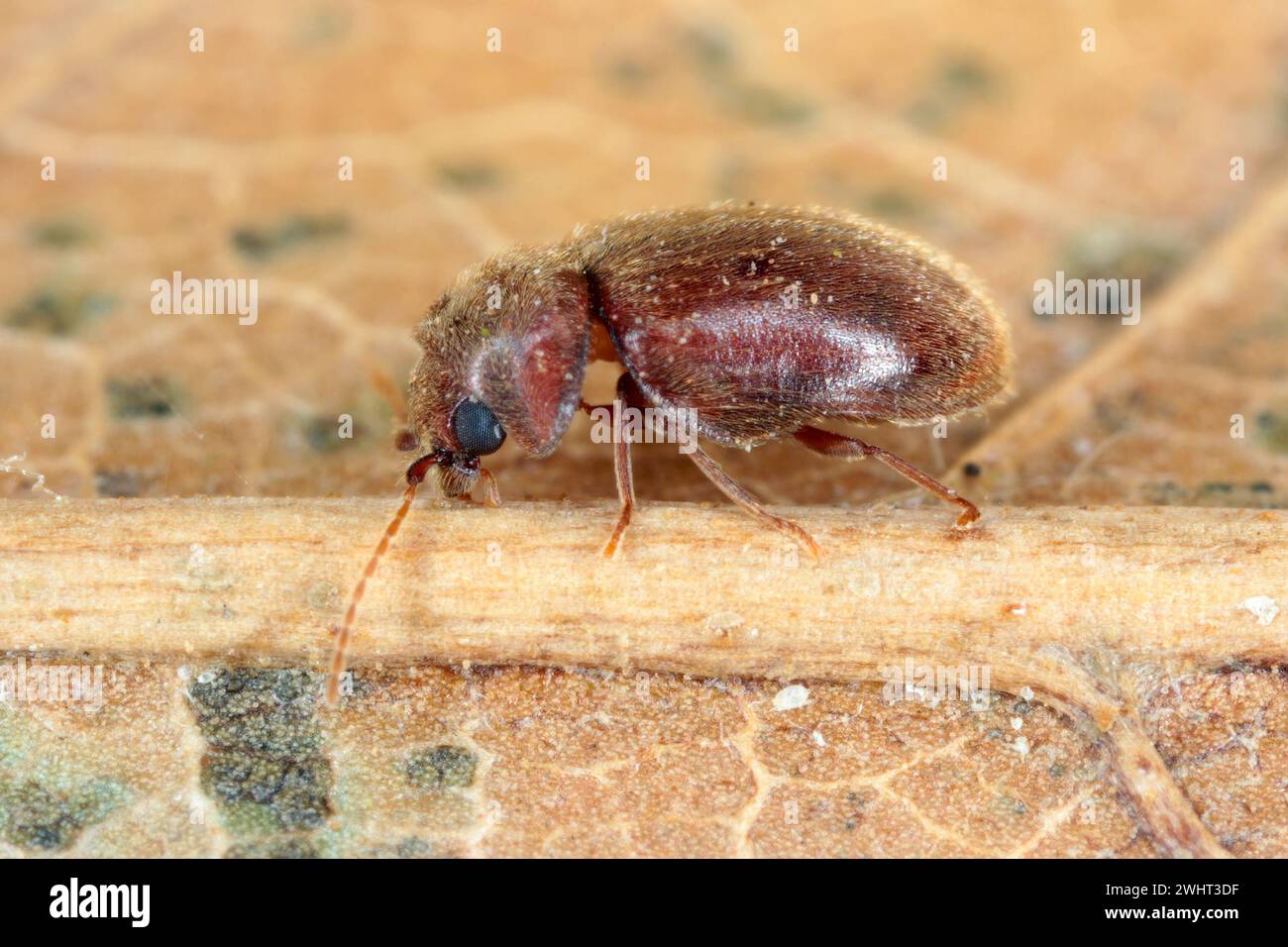 Lasioderma sp. commonly known as the cigarette beetle, cigar beetle, or ...