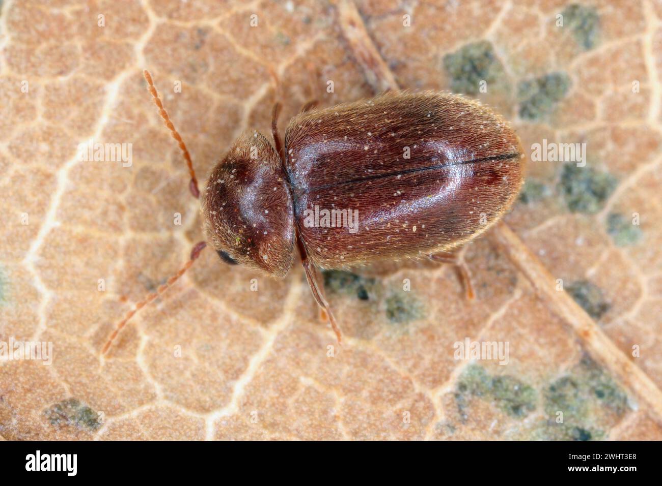 Lasioderma sp. commonly known as the cigarette beetle, cigar beetle, or ...