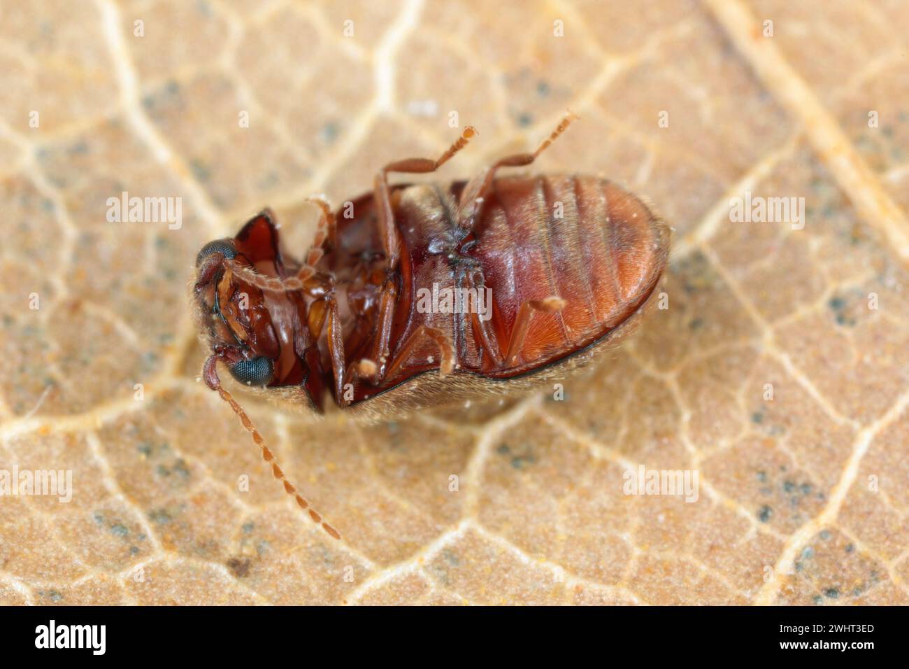 Lasioderma sp. commonly known as the cigarette beetle, cigar beetle, or ...