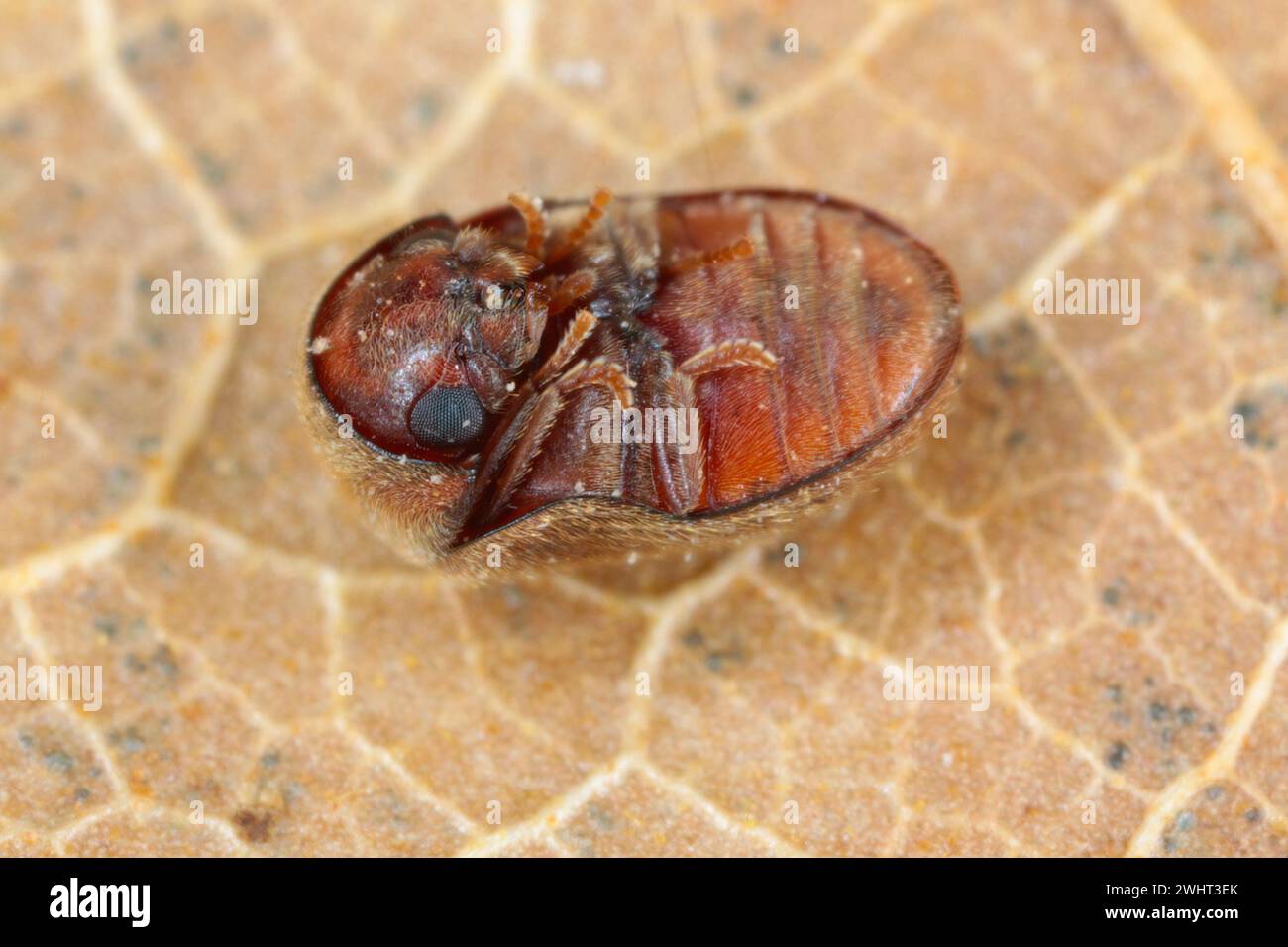 Lasioderma sp. commonly known as the cigarette beetle, cigar beetle, or ...