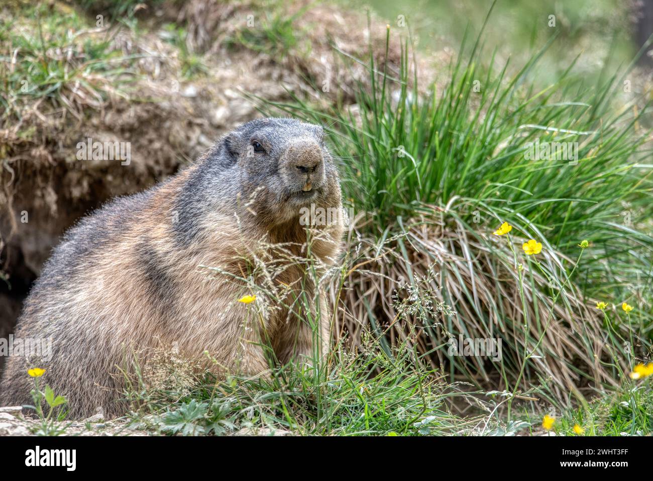 Close up big cute fluffy Alpine Marmot (Marmota marmota) stop digging ...