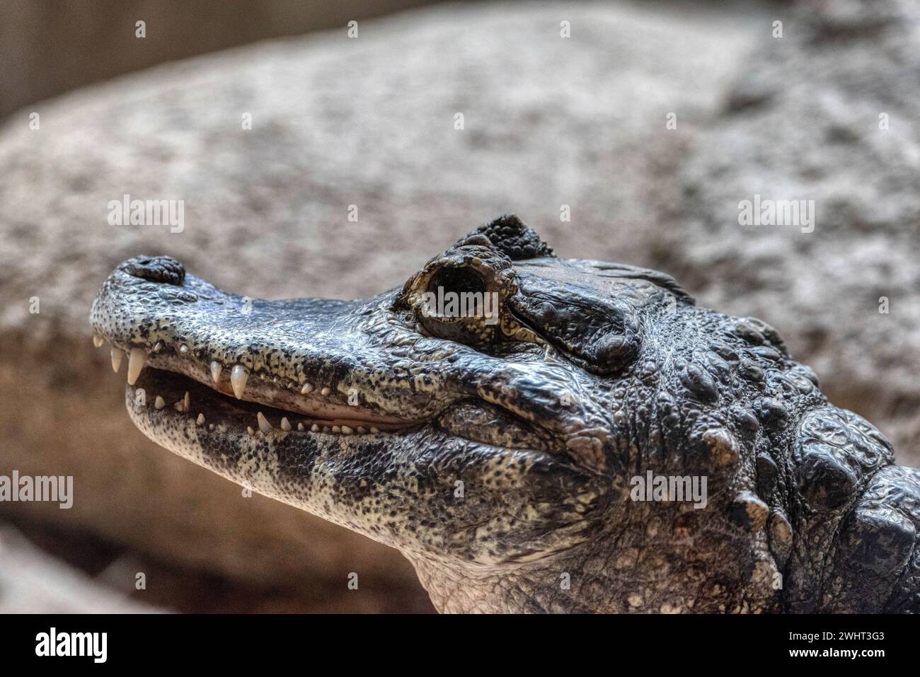 The powerful jaws of a Yacare Caiman showing off his strong teeth ...