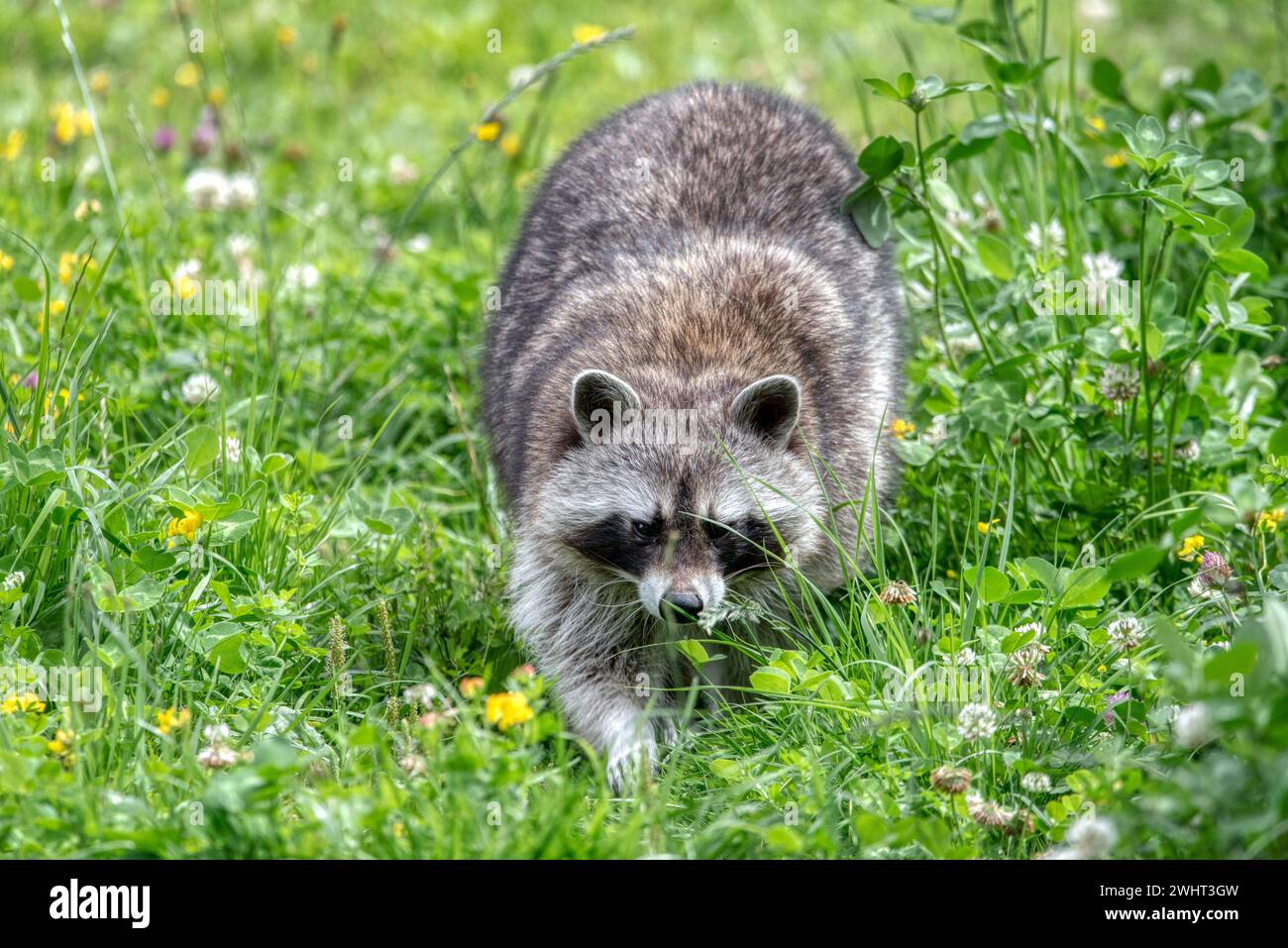 A closeup of a raccoon's (Procyon lotor) face. Human like expression on ...