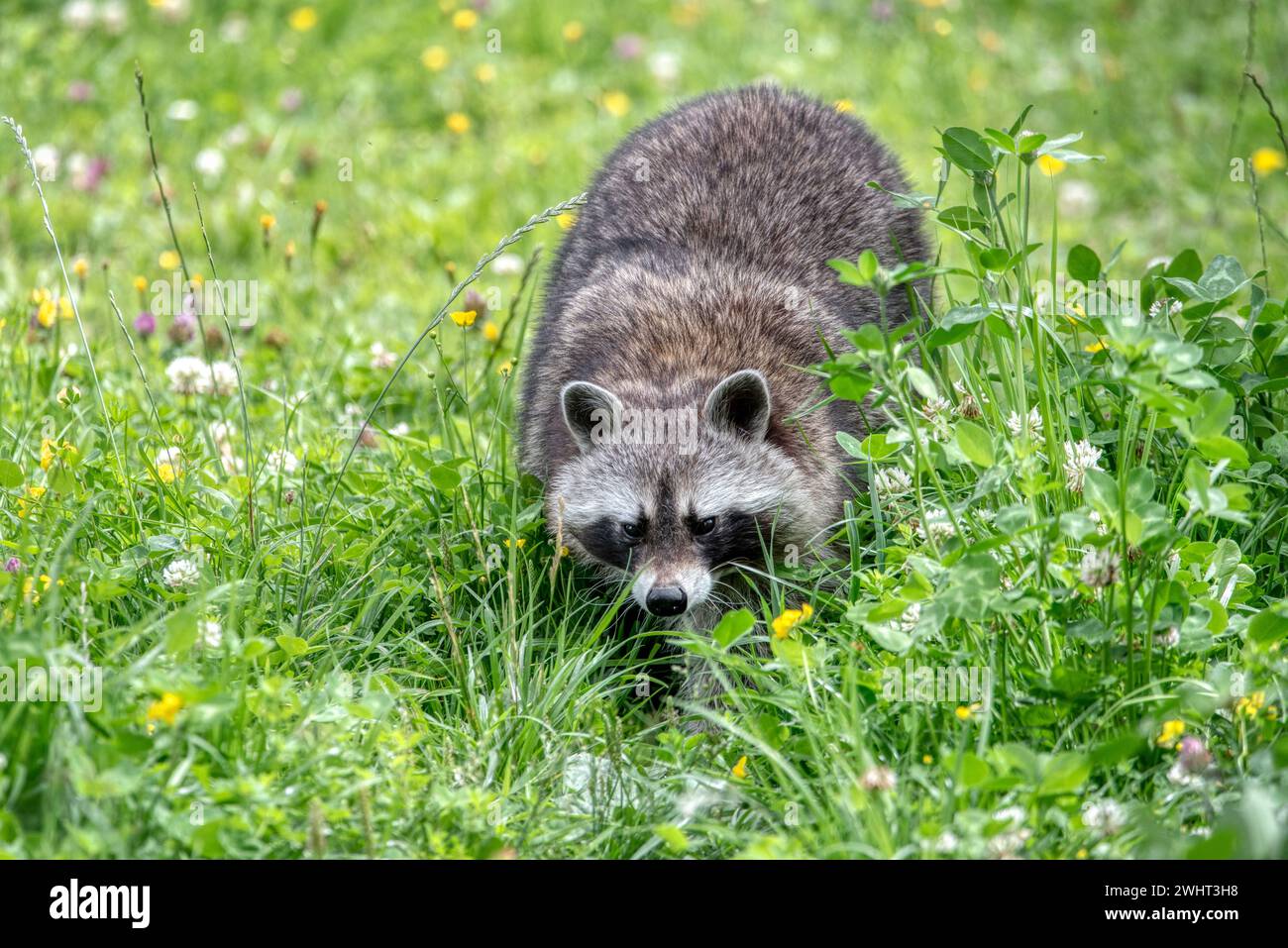 A closeup of a raccoon's (Procyon lotor) face. Human like expression on ...