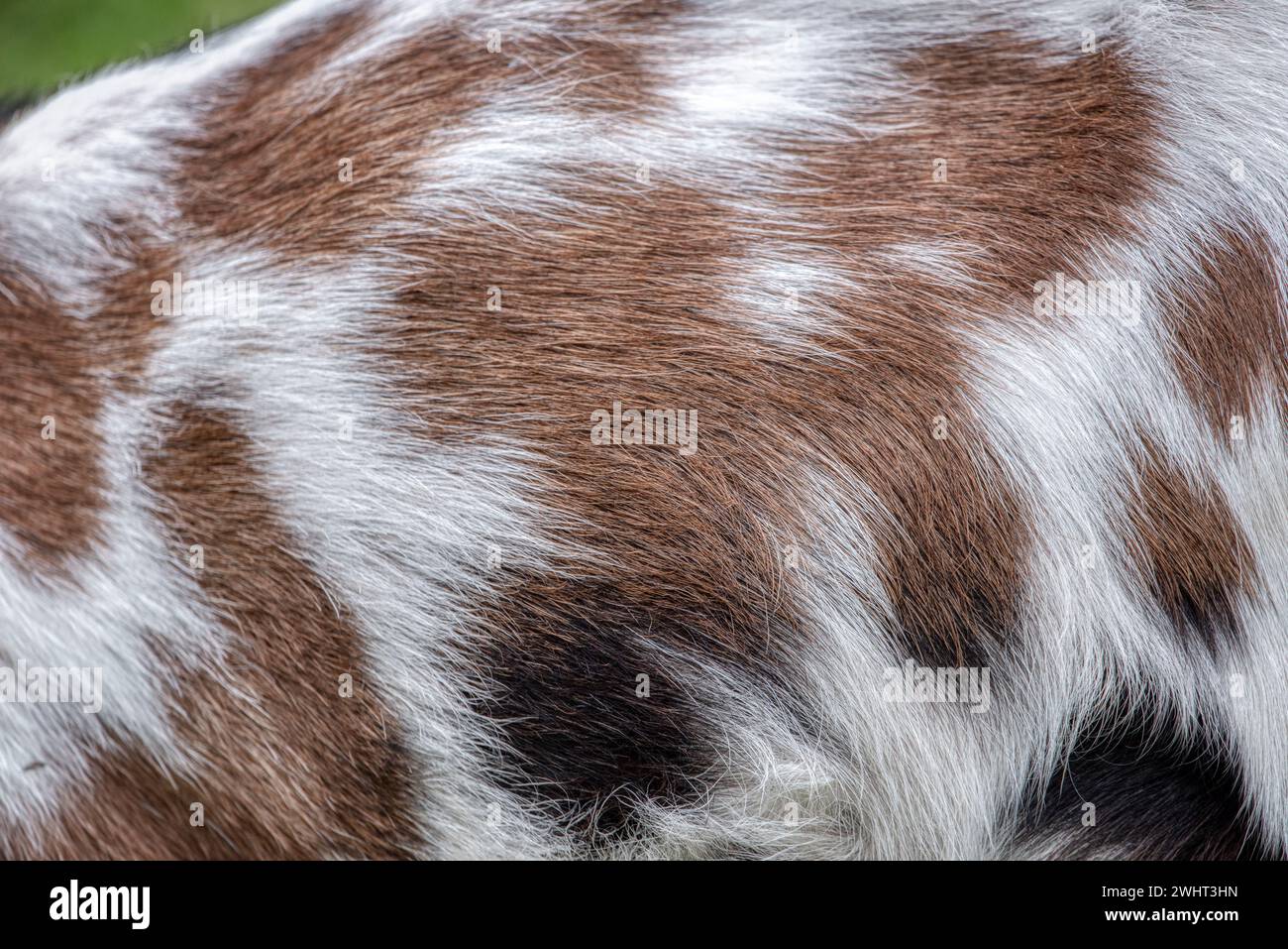 Close-up view of the brown fur of a common goat with a large white spot ...