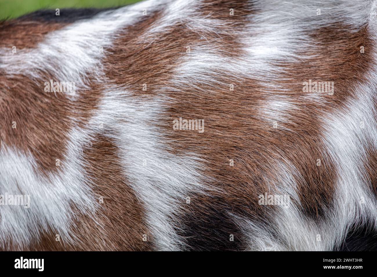 Close-up view of the brown fur of a common goat with a large white spot ...