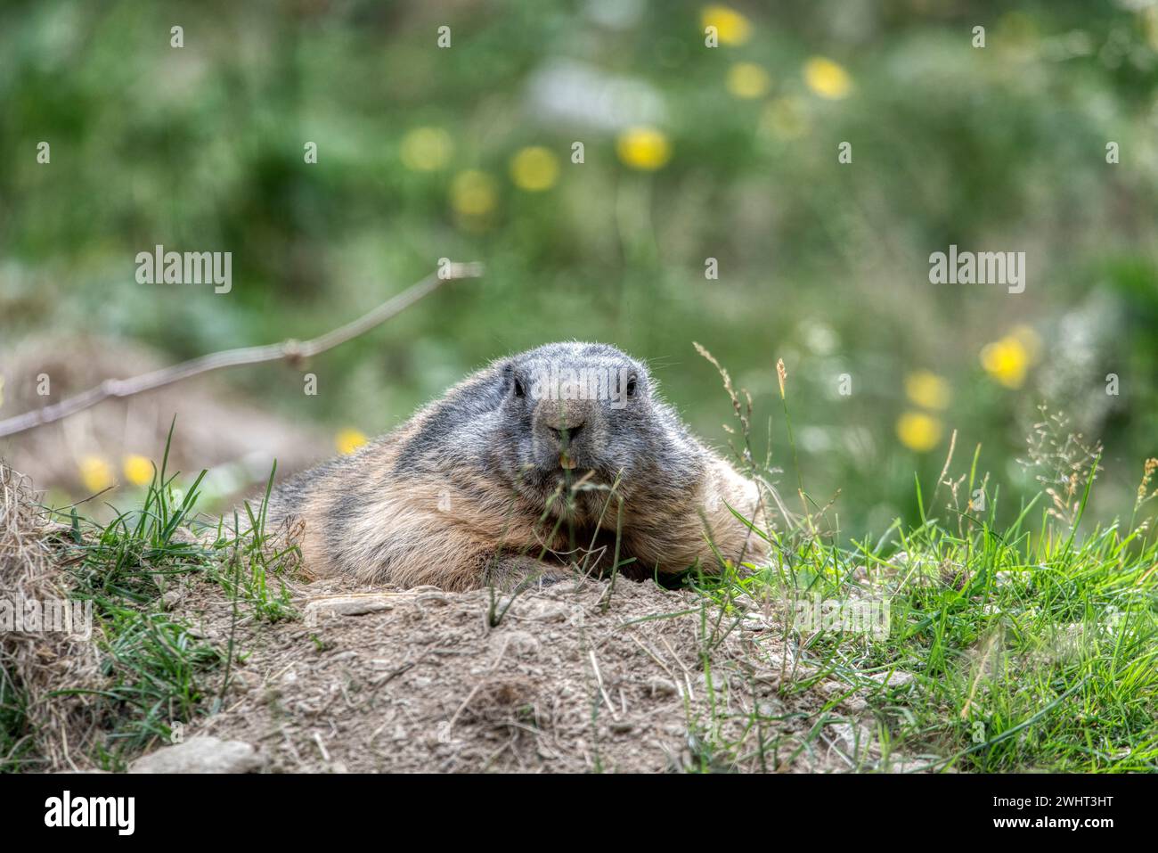 Burrow with nose hi-res stock photography and images - Alamy