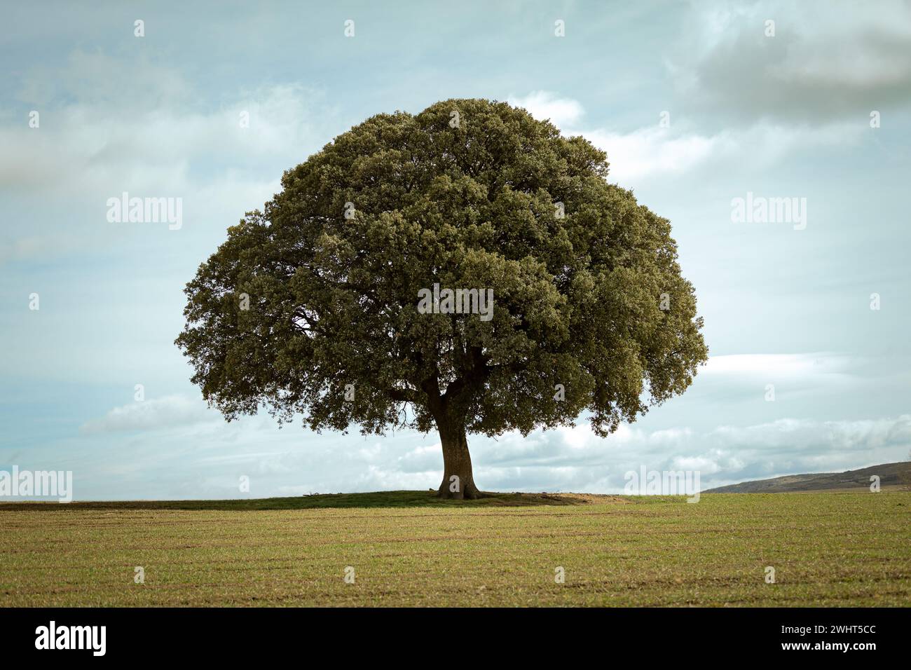 Tree in the foreground isolated with blue and green background the sky ...