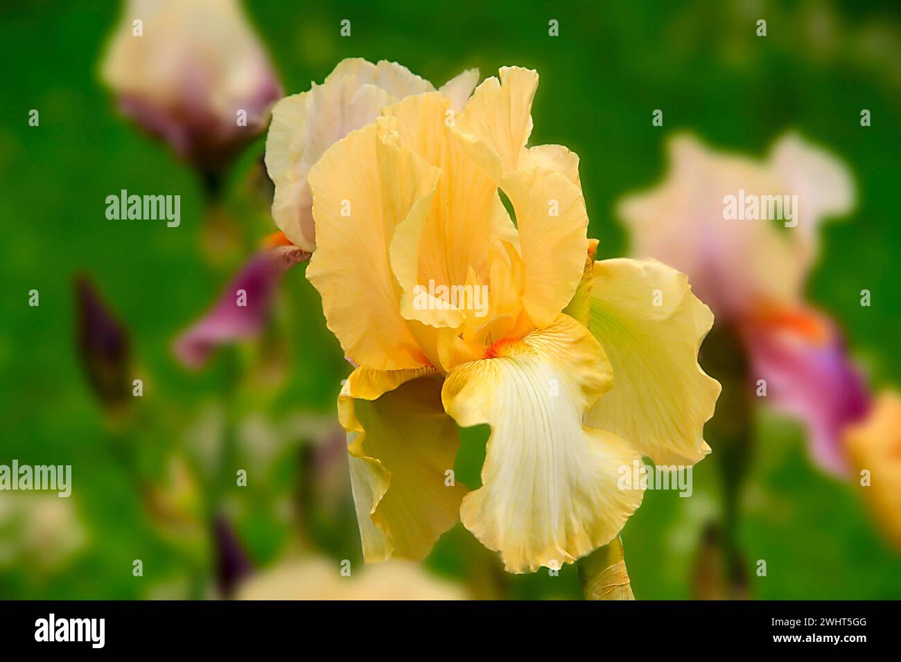 Spring flower display in green park hi-res stock photography and images ...