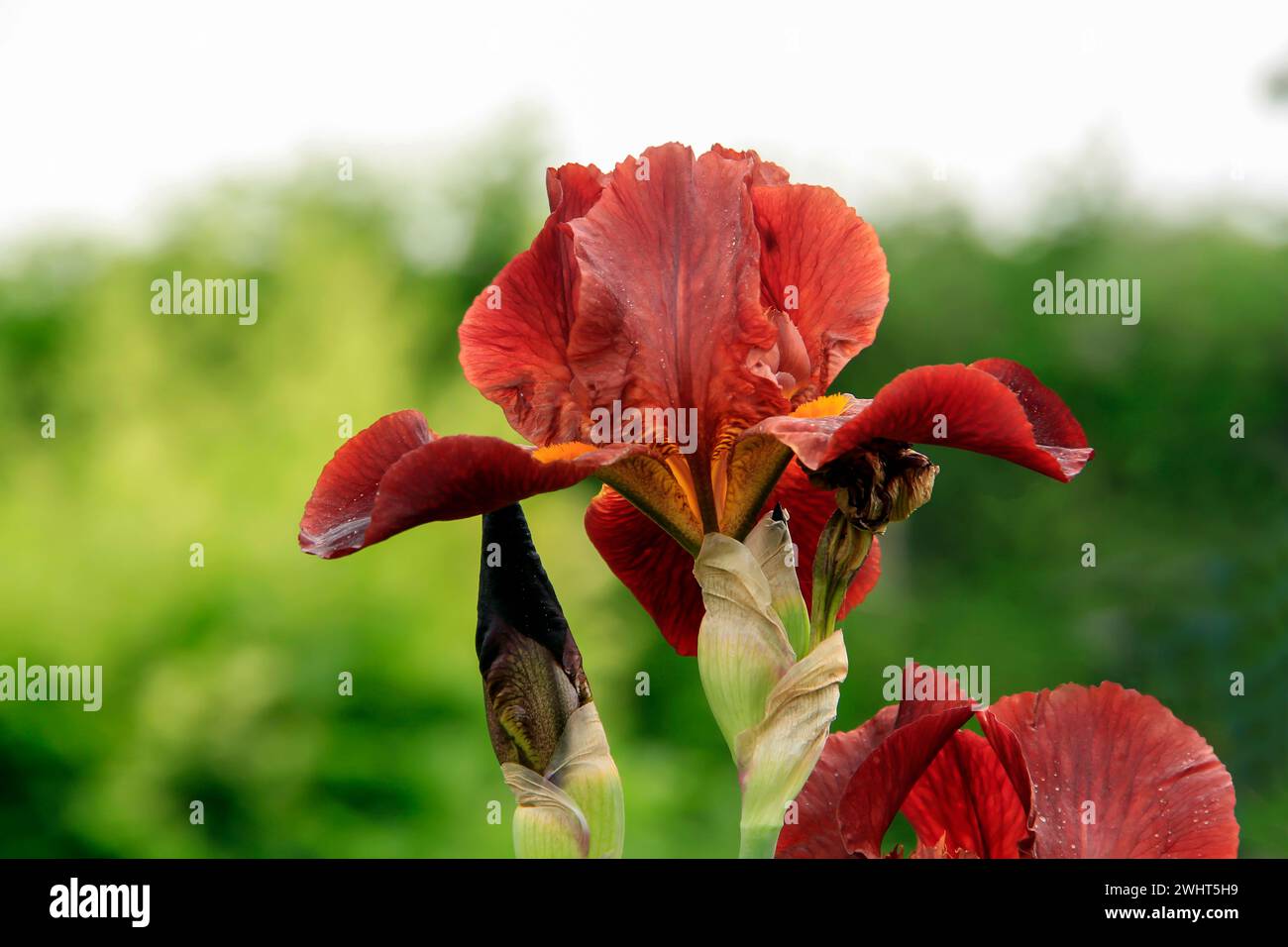 Red and yellow iris flower displayed against a vibrant green backdrop ...