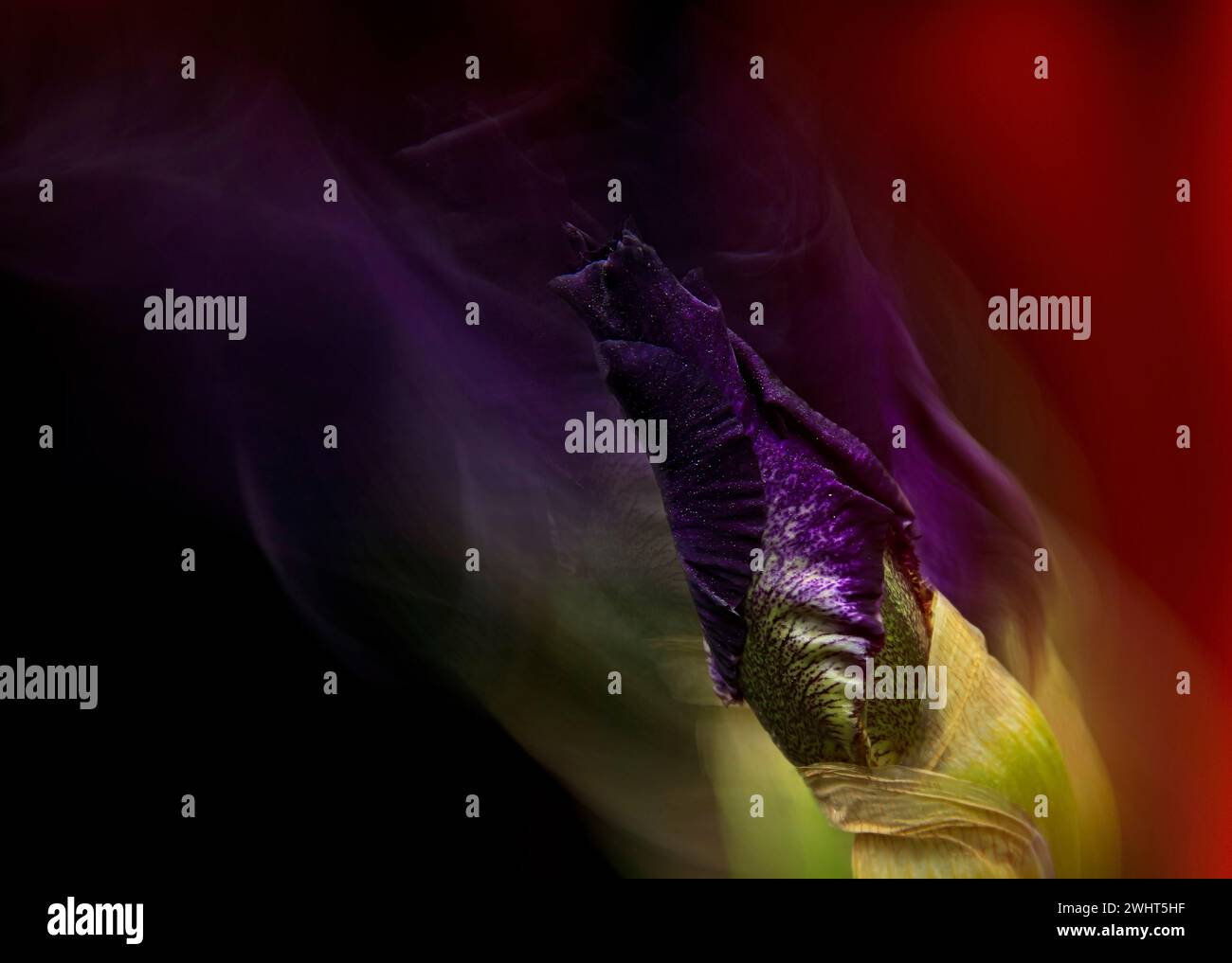 Shadowed petals hi-res stock photography and images - Alamy