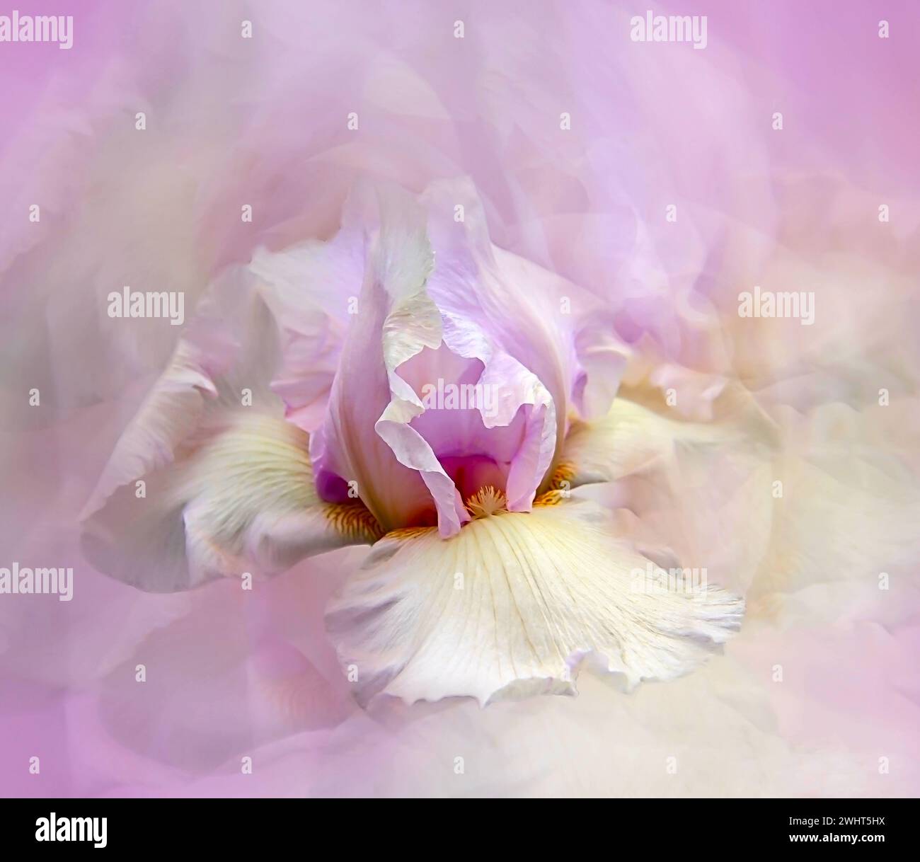 Delicate charming blue flowers hi-res stock photography and images - Alamy
