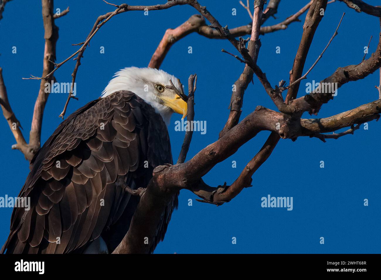 Very colorful eagle hi-res stock photography and images - Alamy