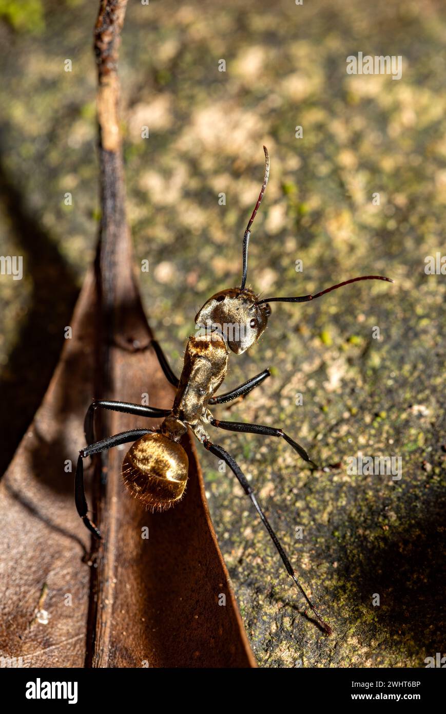 Big carpenter ant hi-res stock photography and images - Alamy