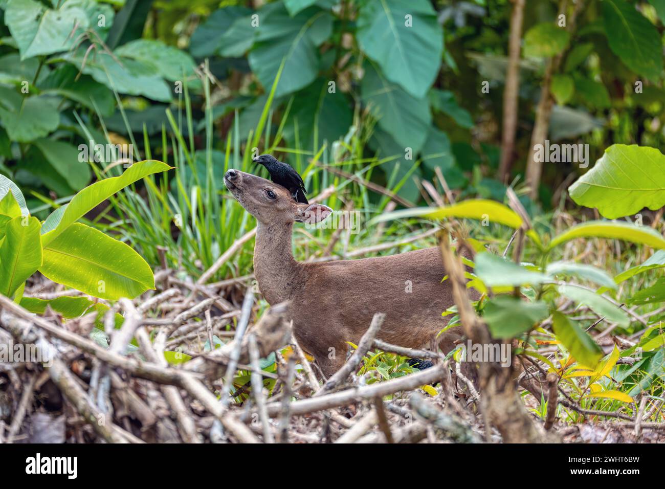 White-tailed deer, Odocoileus virginianus, Curu Wildlife Reserve, Costa ...