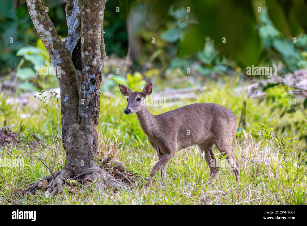 White-tailed deer, Odocoileus virginianus, Curu Wildlife Reserve, Costa ...